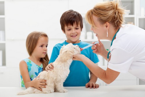 Pet Vaccinations in Edmonton, AB | Ellerslie Pet Hospital & Accessories